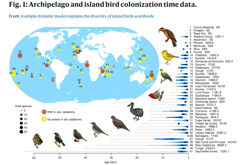 A simple dynamic model explains the diversity of island birds worldwide ...