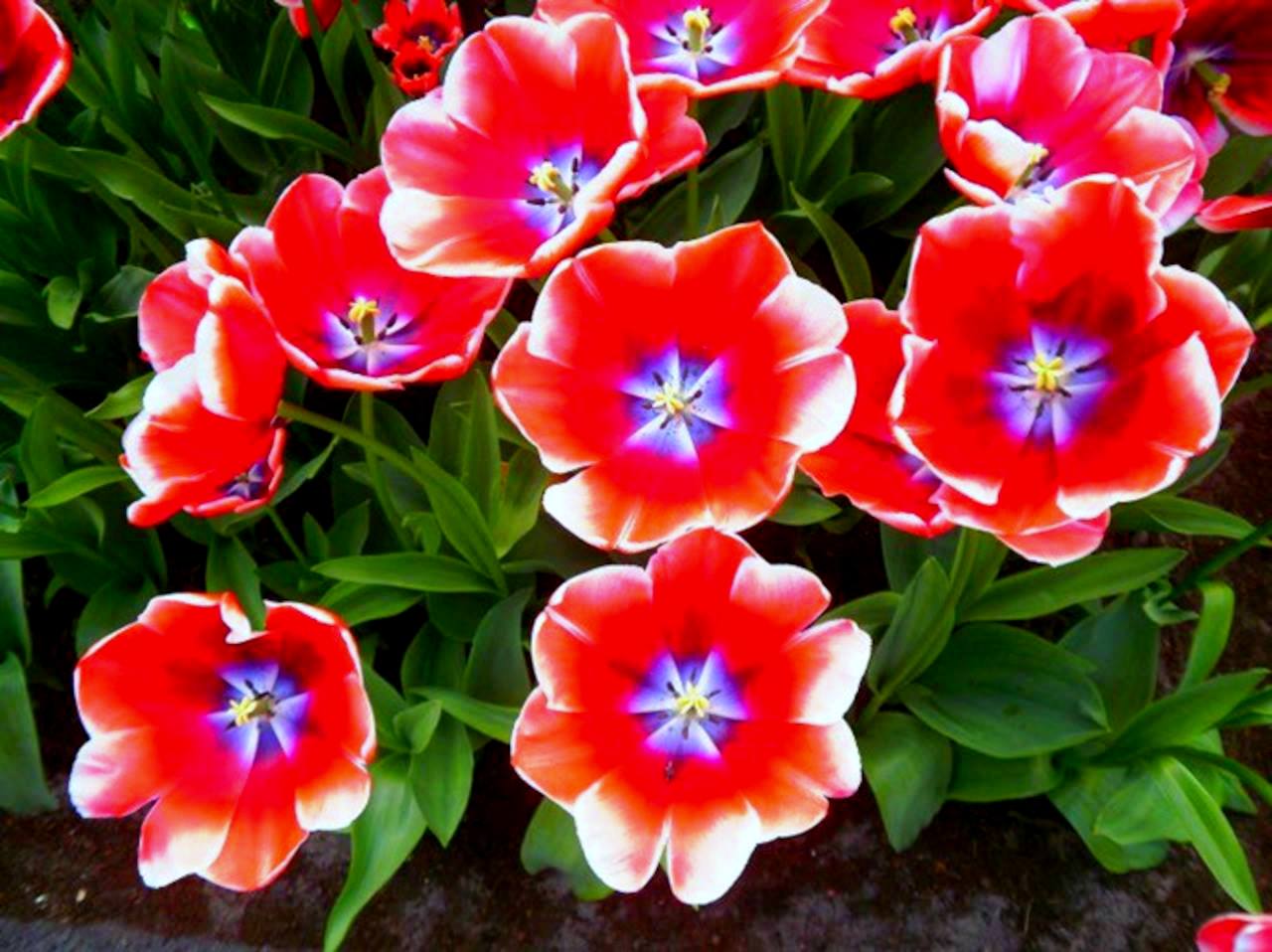 Bunga-Bunga Yang Cantik Dan Indah - AlamBlogr