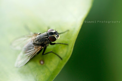 LIBERTà DI PAROLA: LA MOSCA TZE TZE