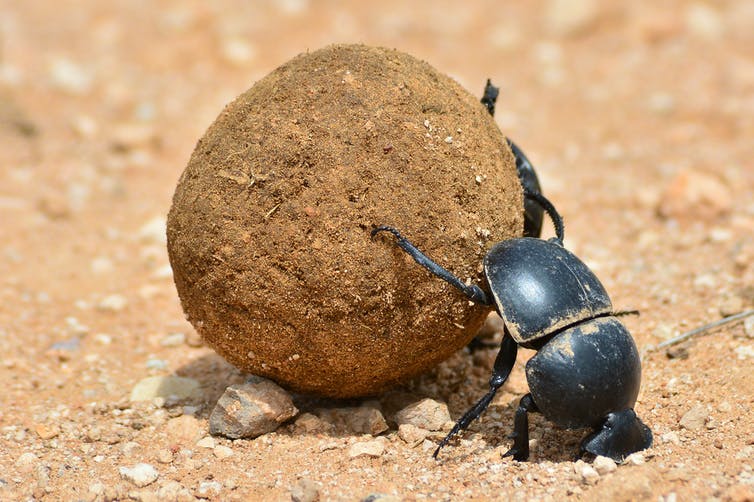 Are Dung Beetles Dangerous Where Are Dung Beetles Found are-dung-beetles-dangerous-where-are-dung-beetles-found