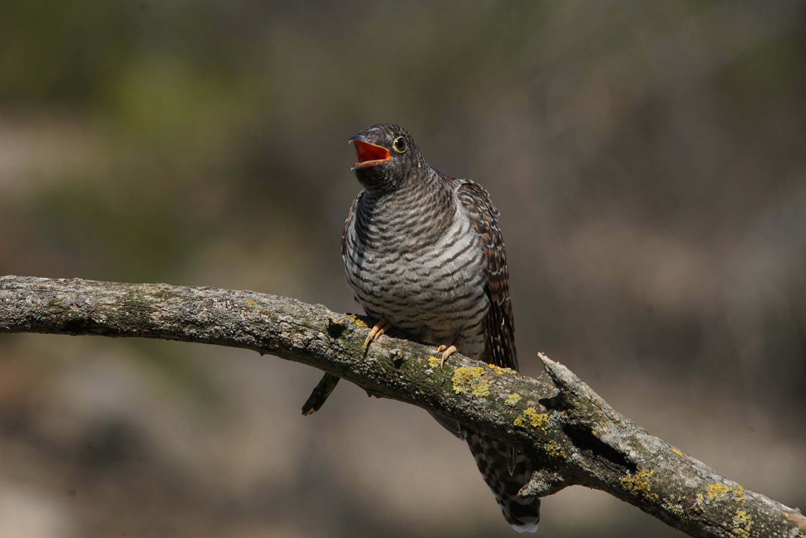Cuco común(Joven).(Cuculus canorus) | Hot HD Wallpapers