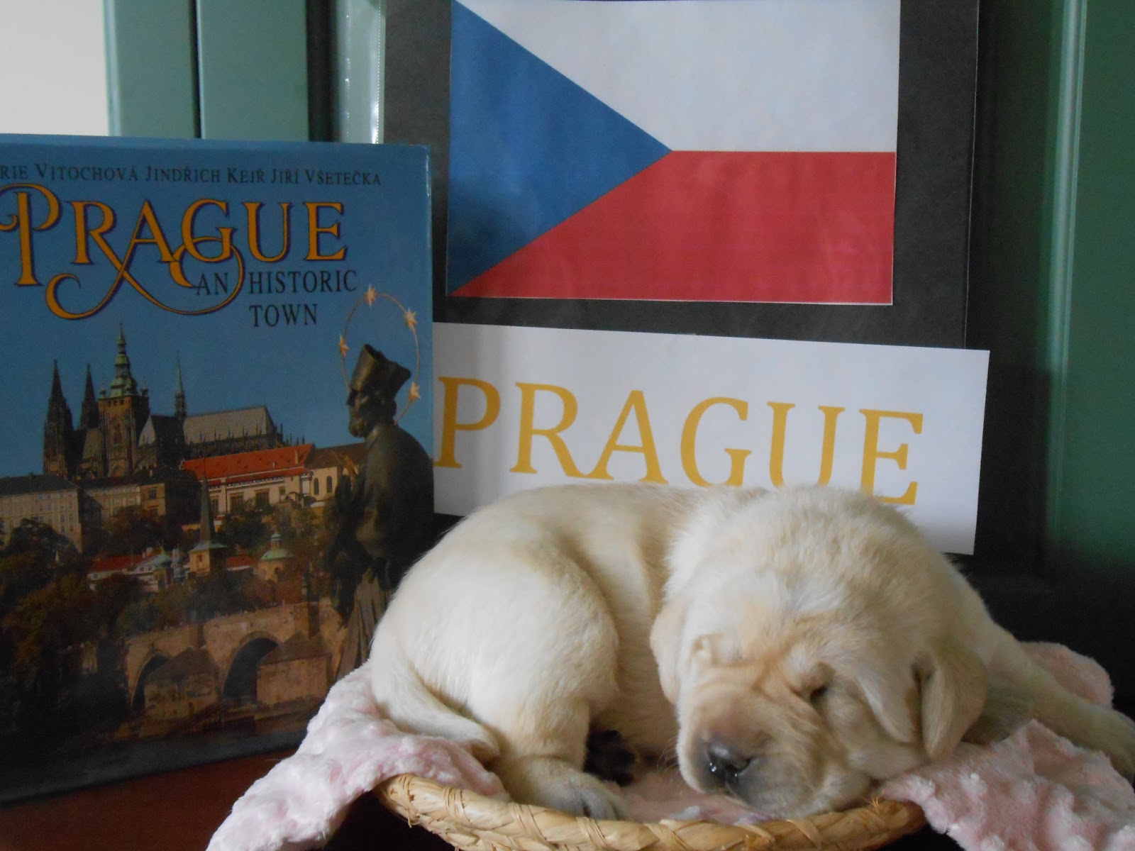 Susquehanna Service Dogs: Meet the Czech Puppies