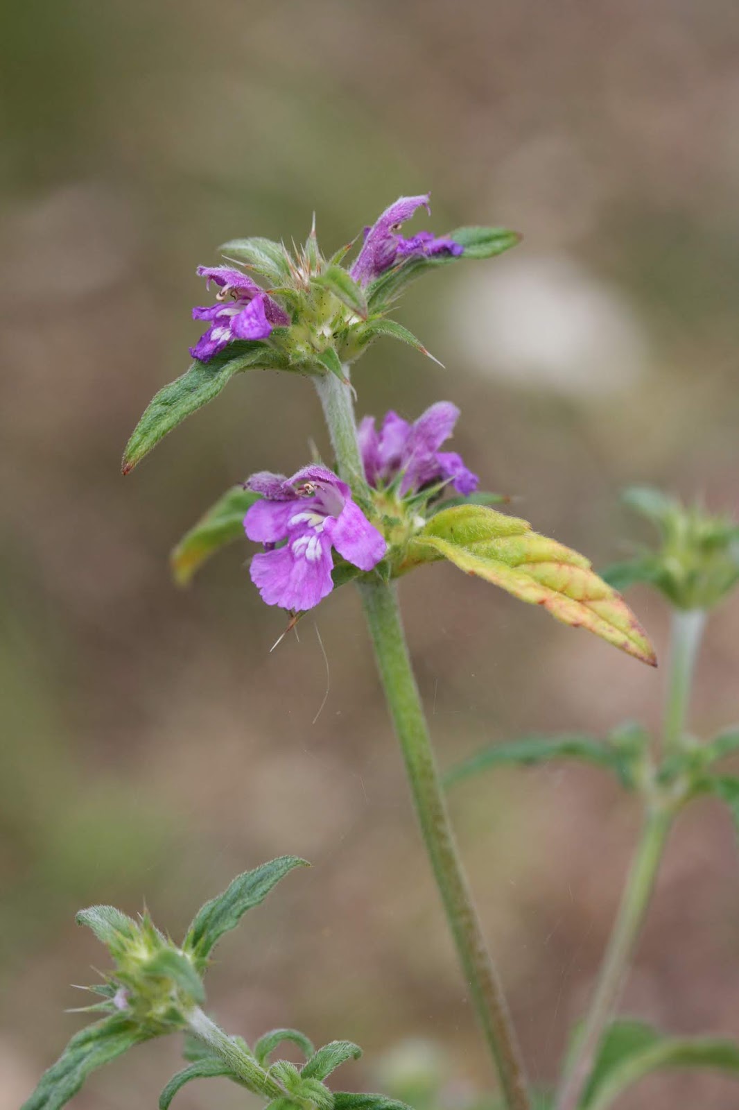 A botanical time-capsule