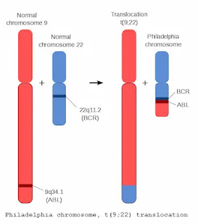 Case Study (2)- Chronic Myeloid Leukemia (CML)