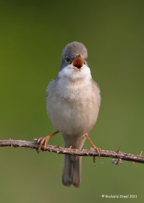 Birding Is Fun!: Common Whitethroat - The 'Angry' Warbler