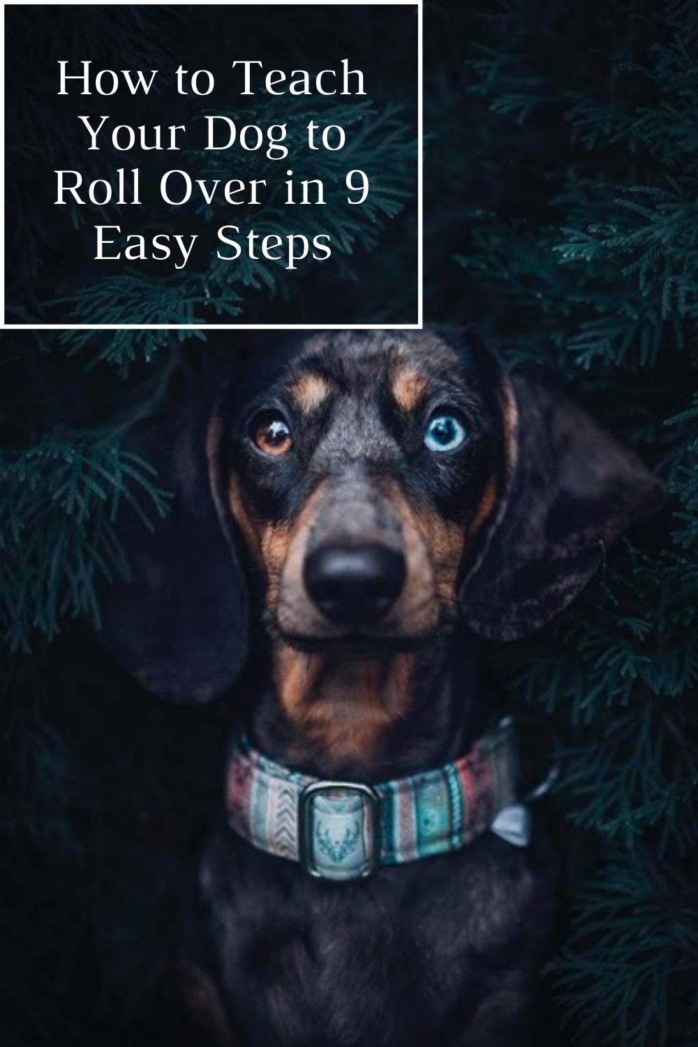 How to Teach Your Dog to Roll Over in 9 Easy Steps | Dog Tips Secret