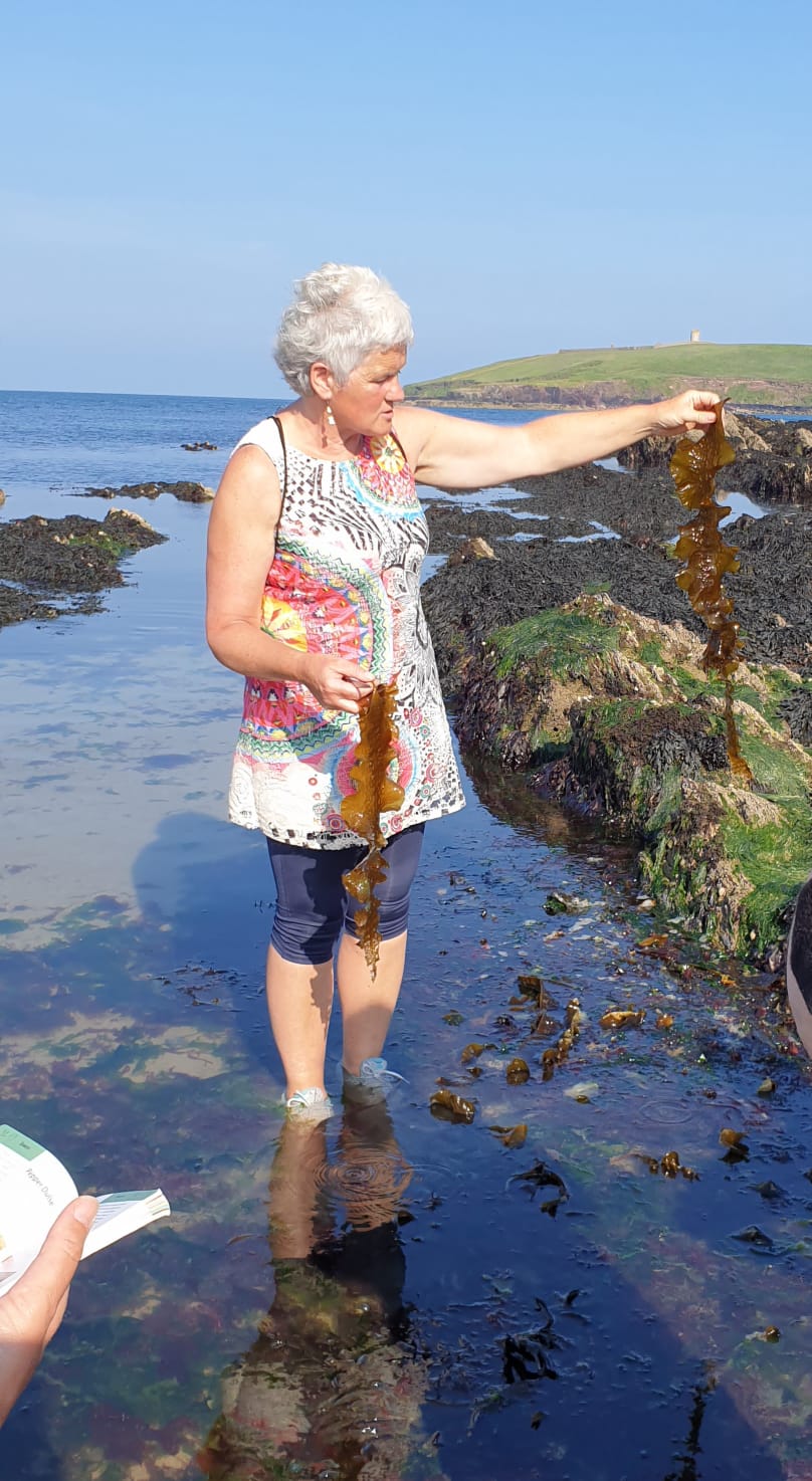 Seaweed Walk at Knockadoon – Youghal Blue and Green Community Network
