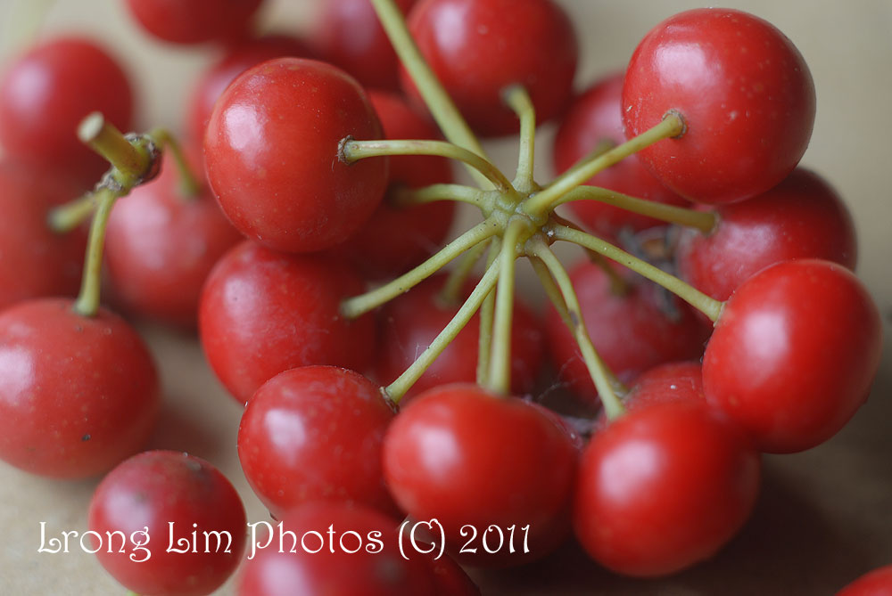 Potager Y @ Japan: China root berries, strawberries, pineapple sage, etc...
