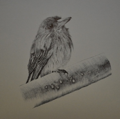Mix'in up the Oils: BUTCHER BIRD IN BIRO PEN
