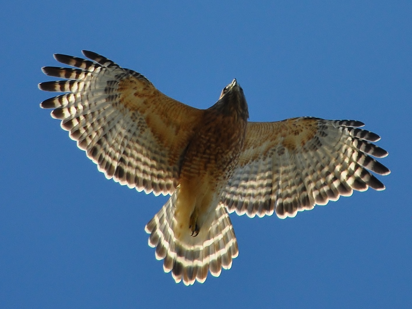 Child of a Frosty Morning: Musings of a Well-Traveled Southerner: Red ...