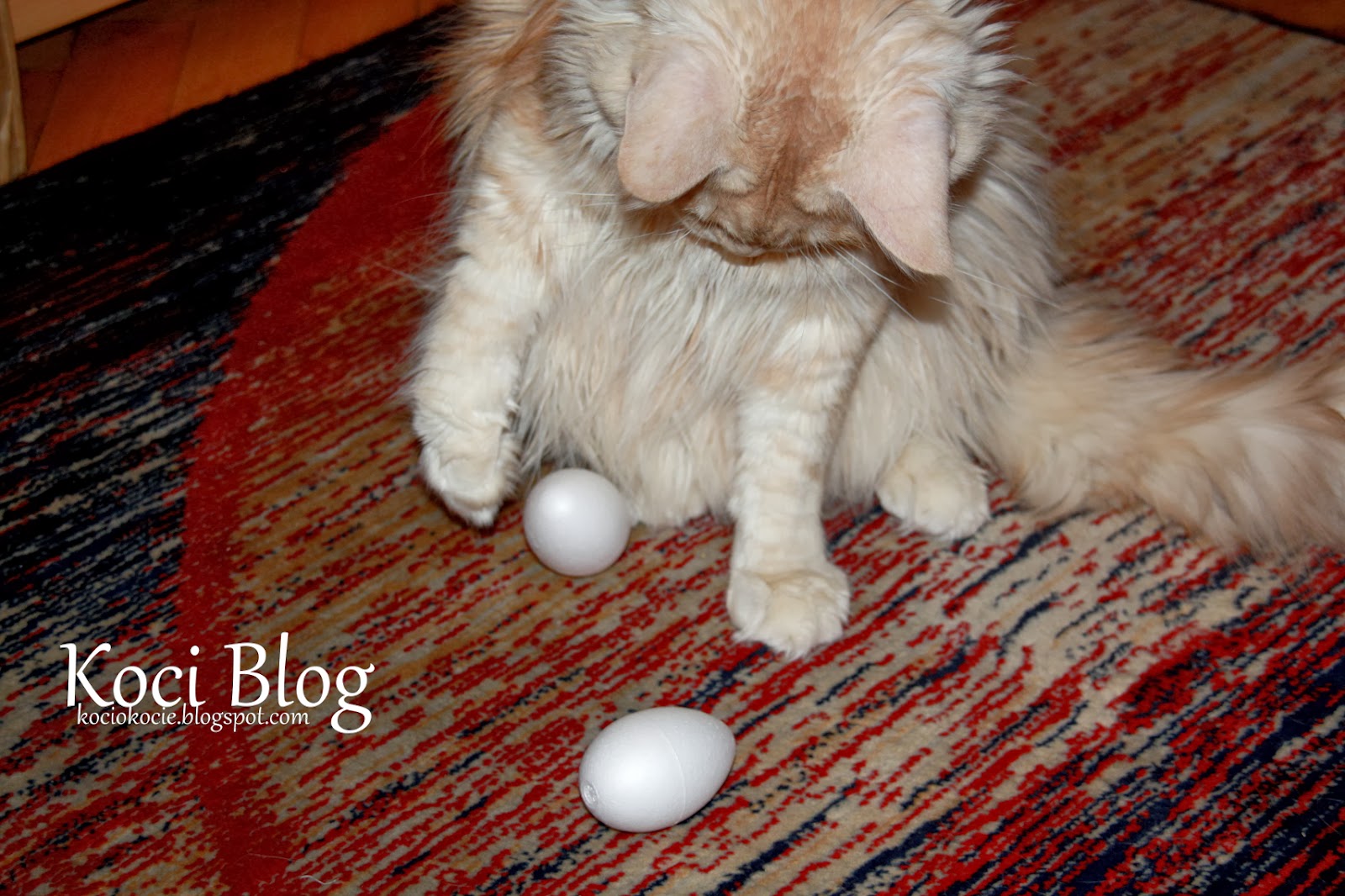 Kocia Brygada: ale jaja