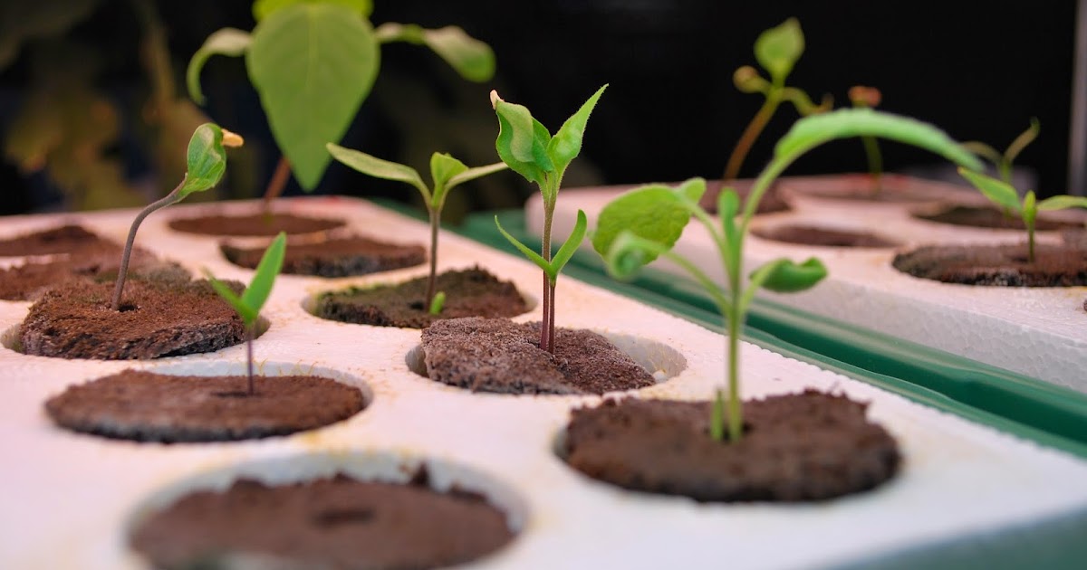 Greenish Thumb: Seed Starting: multi-cell seed-starting kits versus ...