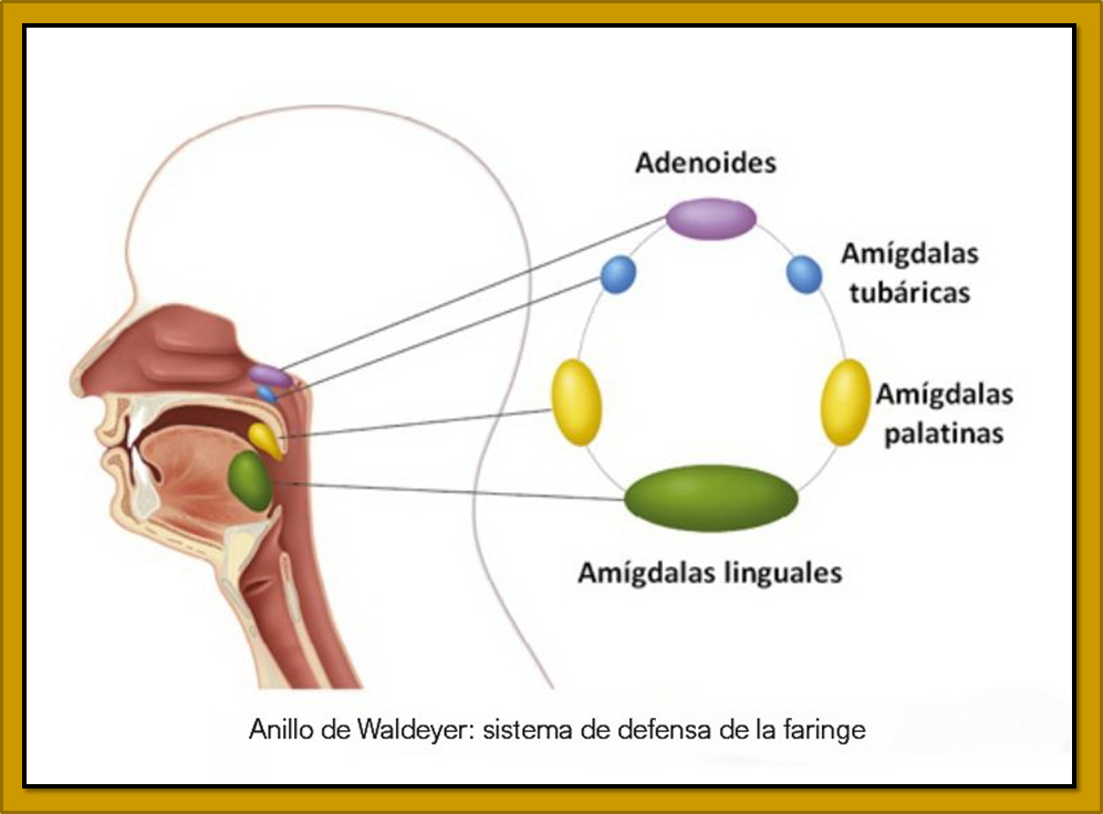Ganglios (Folículos) Linfáticos ~ Biopsicosalud