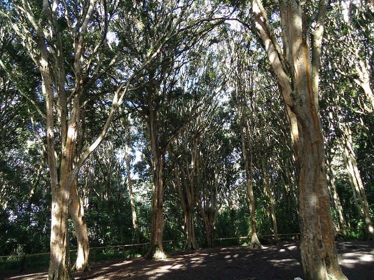 NUESTRA TIERRA ANTEÑA: MILENARIO BOSQUE DE LOS ARRAYANES, CARCHI - ECUADOR