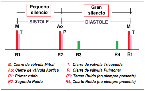 Auscultación Cardíaca. Generalidades Parte 1 ~ PreveCOR