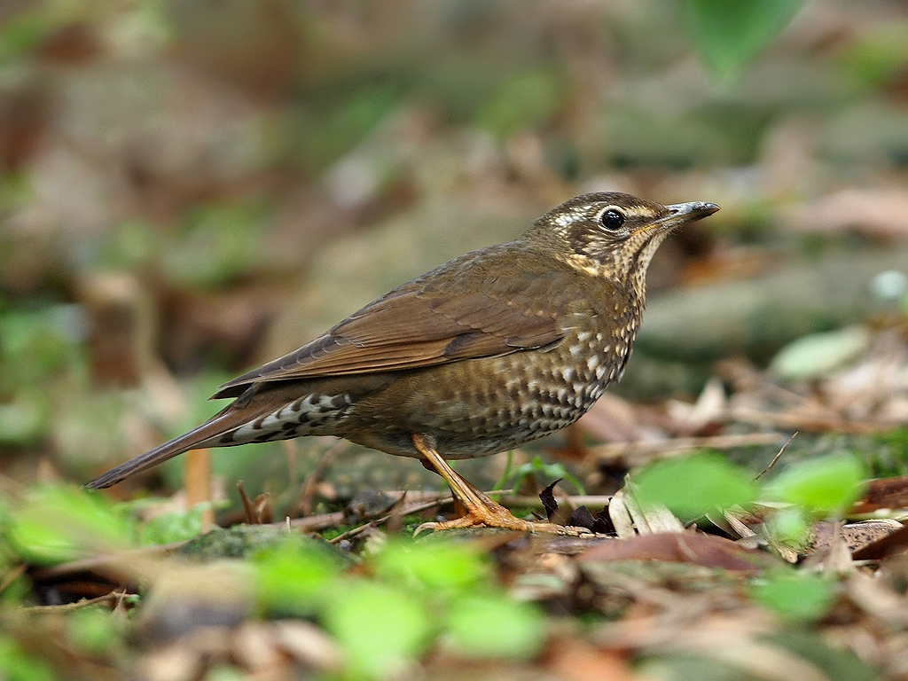 The Deskbound Birder: Vagrant Eastern Thrushes