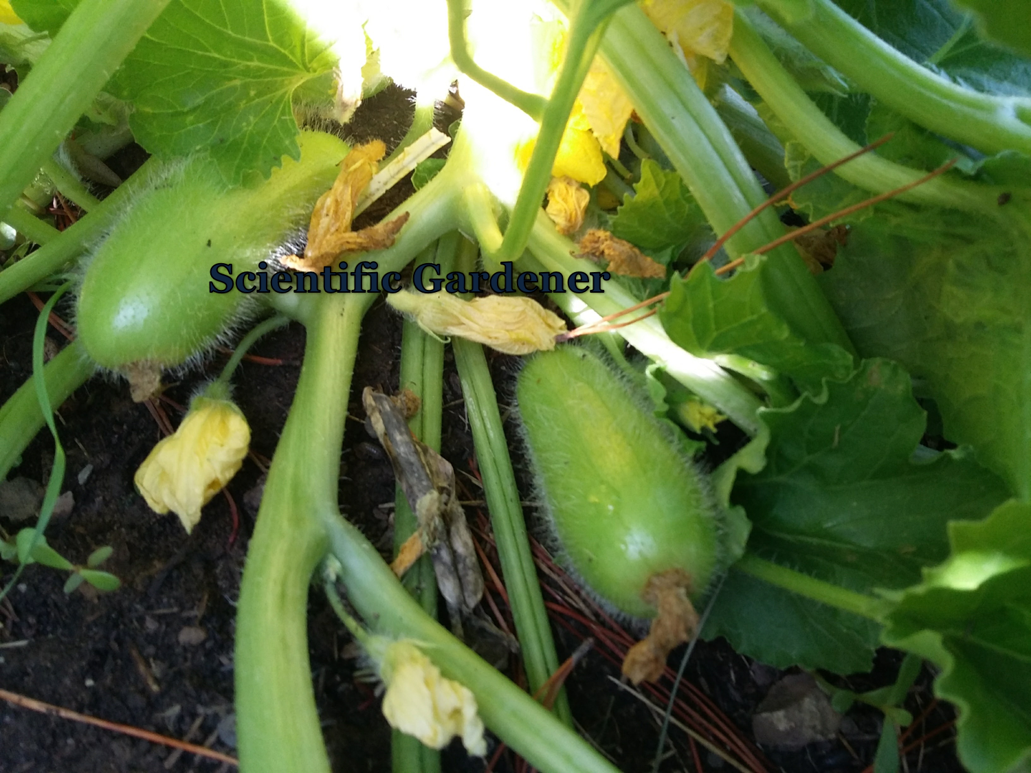 The Scientific Gardener: Caroselli