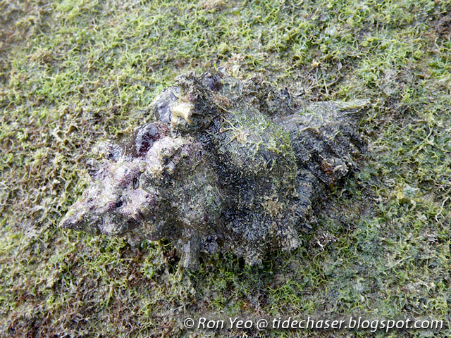 tHE tiDE cHAsER: Murexes, Rock Shells & Drills (Phylum Mollusca: Family ...