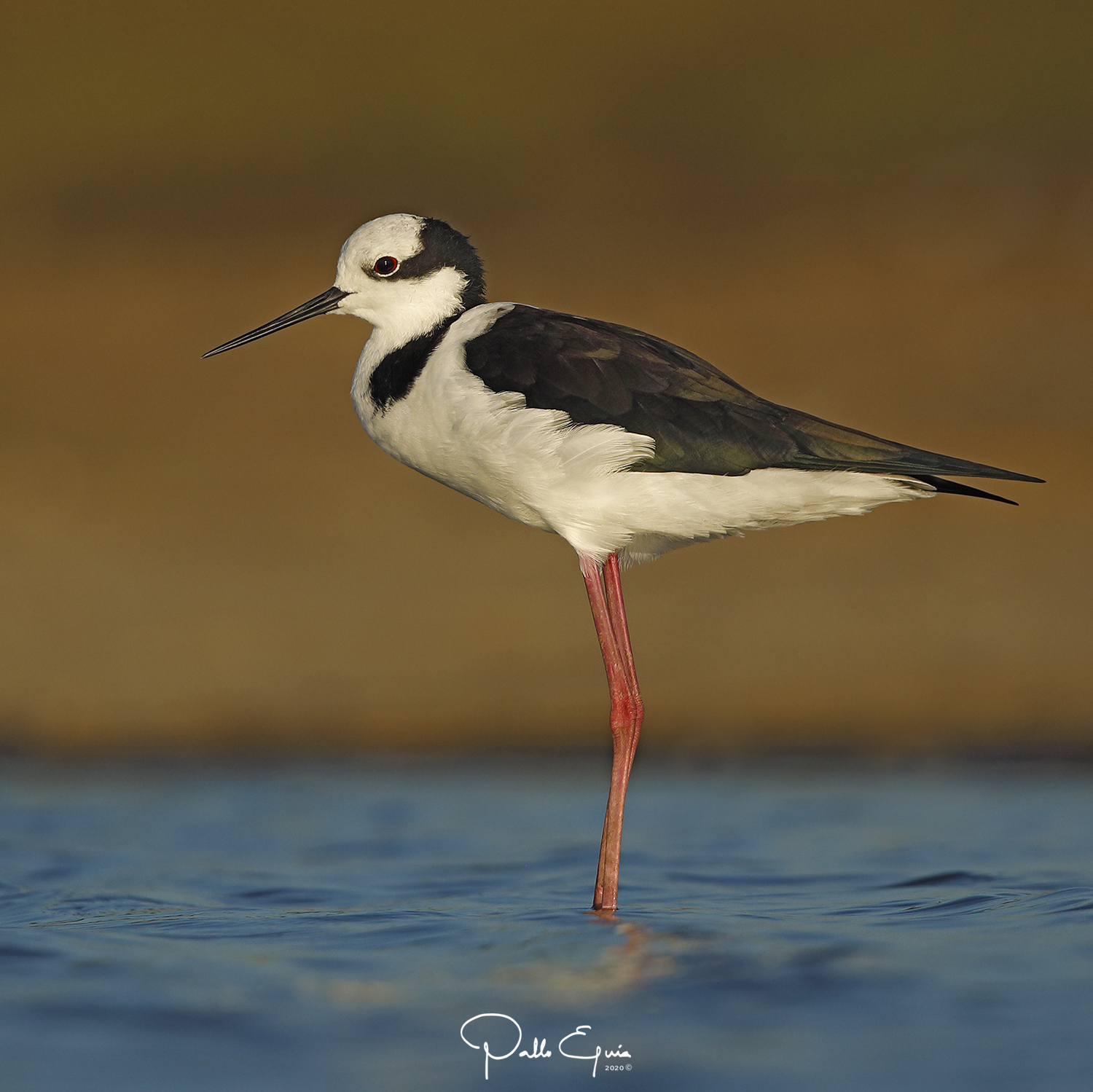 mis fotos de aves: Himantopus (himantopus) melanurus Tero Real Black-winged Stilt / White-backed ...
