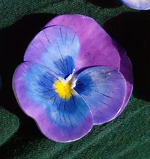 Handmade Creations: Panselute din gradina