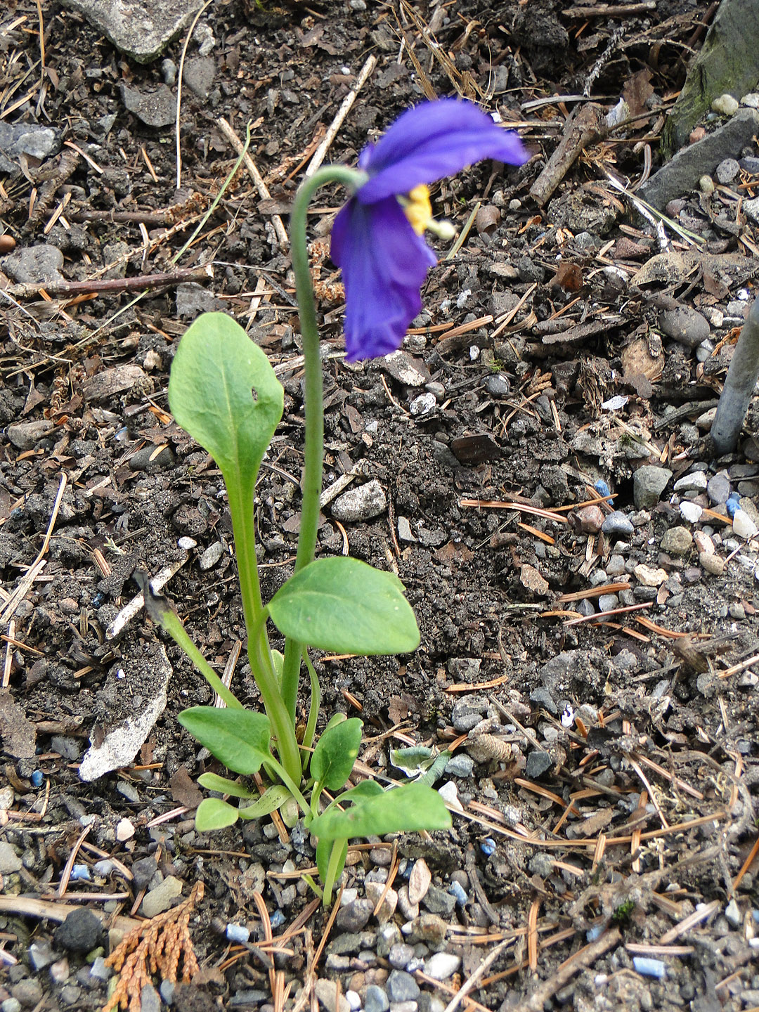 Meconopsis World - A Visual Reference: Red / Mauve Drooping Flowers