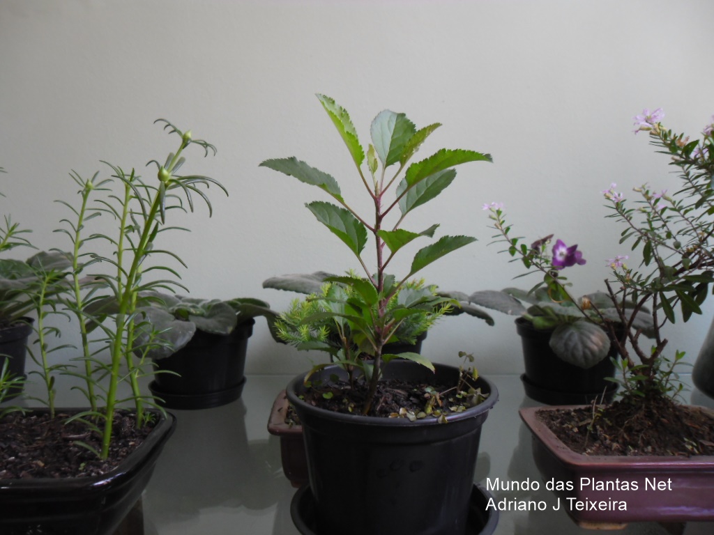 Mundo das Plantas : 2016
