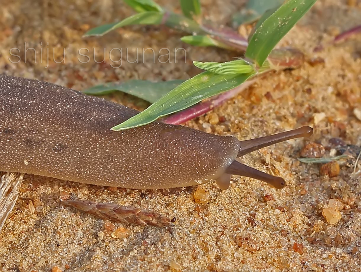 Cranium Bolts: Eensy-weensy beauties