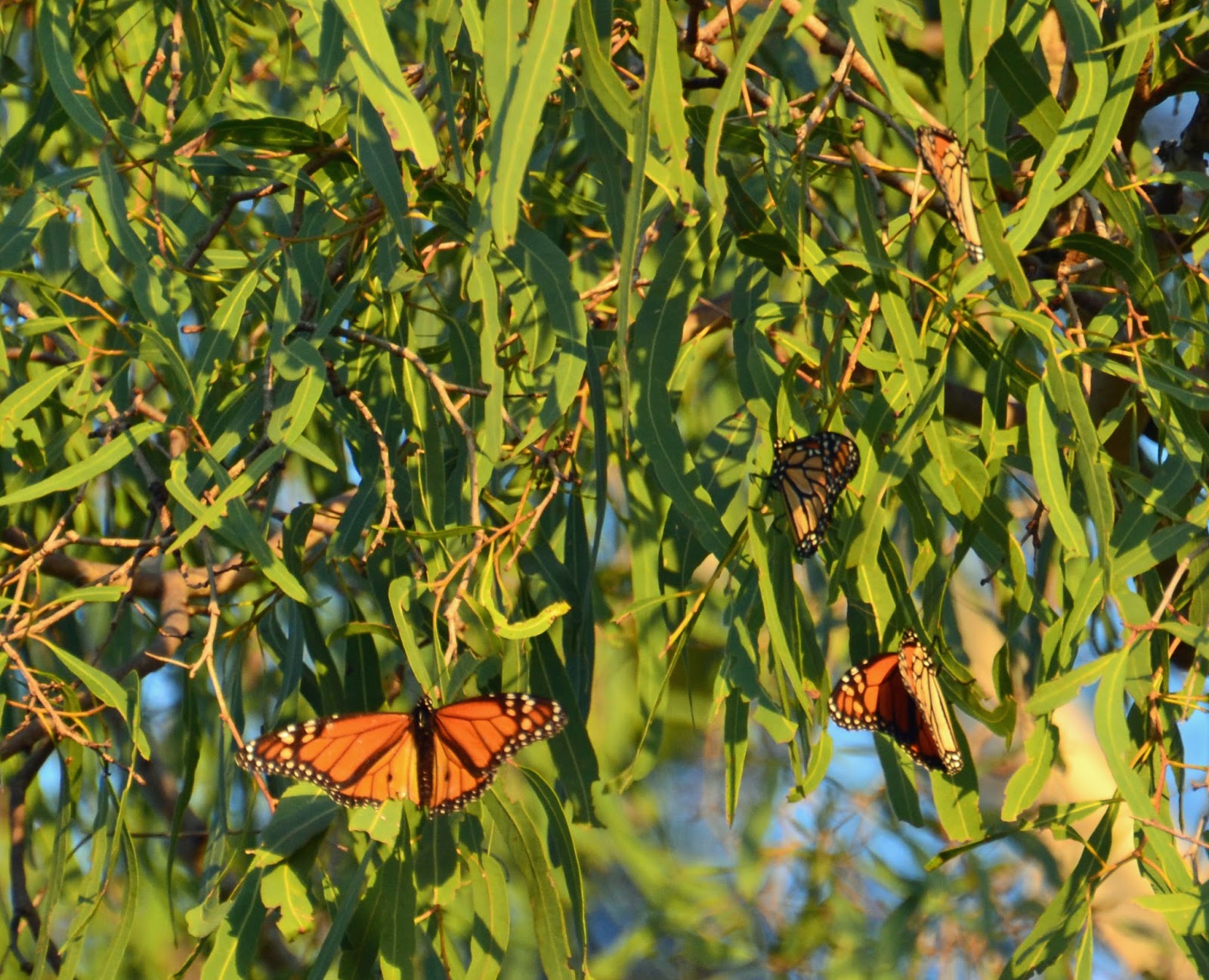 TheA+ Photography: 365 Days In Nature - May 2014