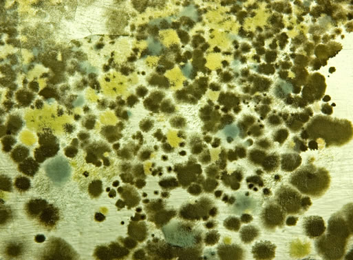 Ecofriendly: Mold Pollution