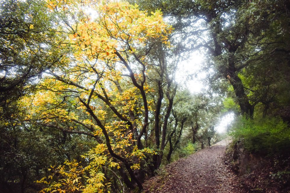 ARBA Valladolid: Qué es un bosque