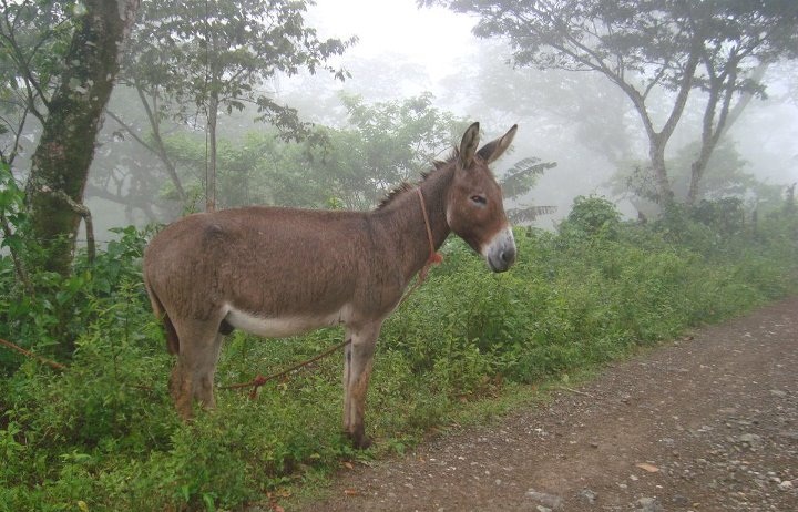 JOSEPH CACERES: Burradas sabaneras rojas