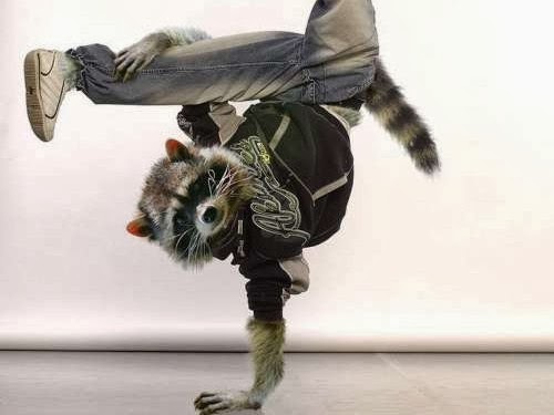 Cute Funny Animalz: Funny Animals With Dancing Images And Wallpapers 2014