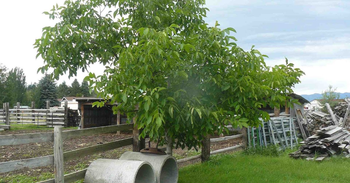 Life among the Tall Pines: Walnut trees in 2020