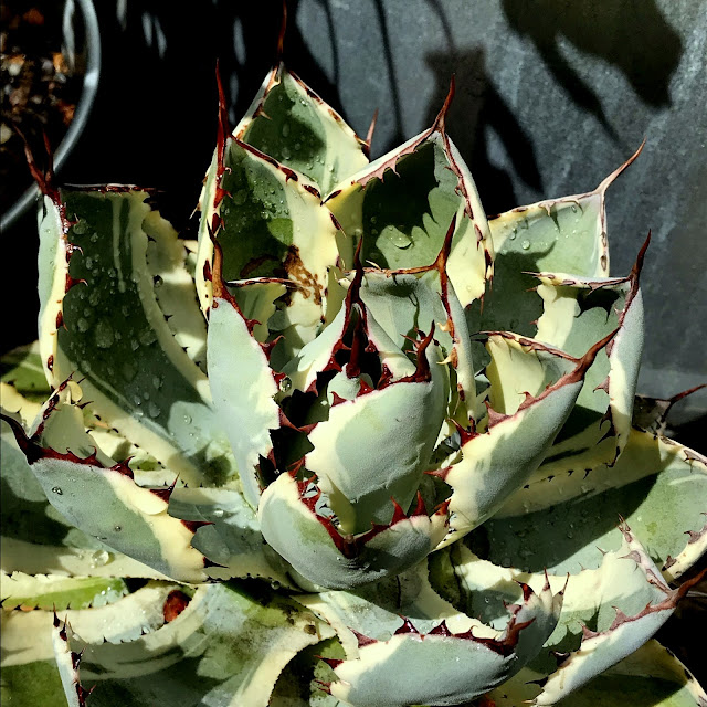 danger garden: It's National Agave Day!