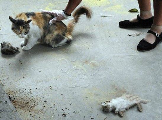 [DESGARRADOR] Mamá Gata con el corazón roto trata de revivir a sus ...