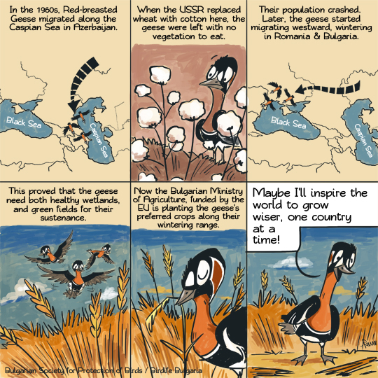 Green Humour: Red breasted Goose