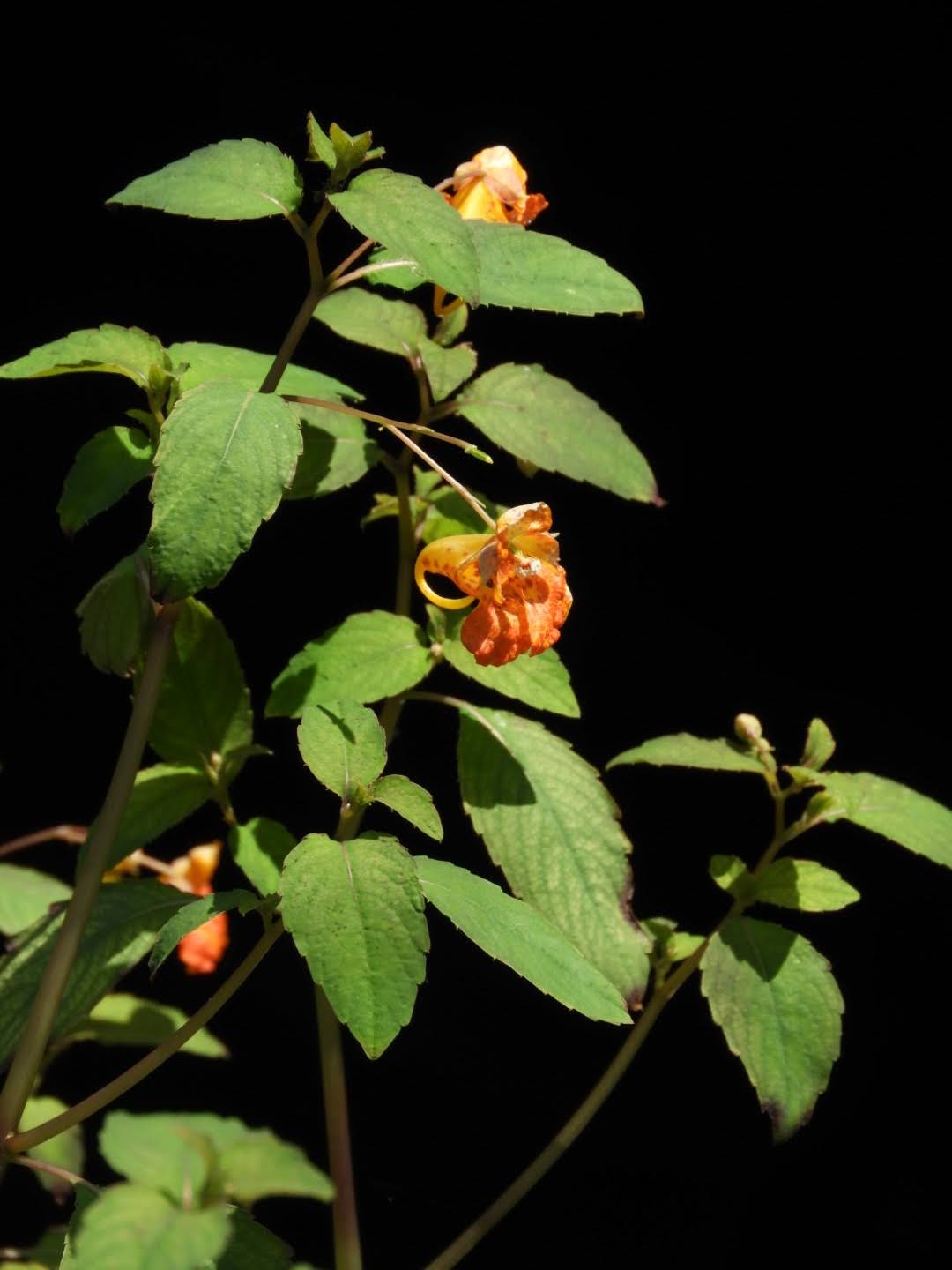 Sepals and Petals: Tansy, Orange Balsam, Yellow Water-lily, Common ...