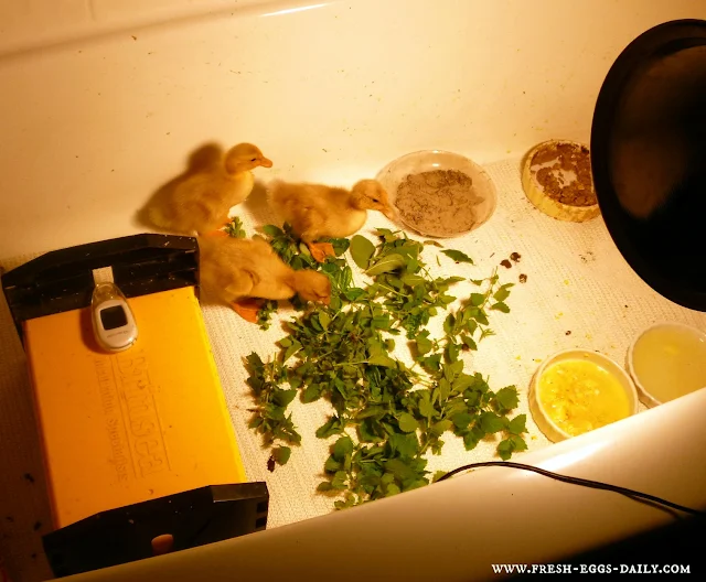 Beginners Guide to Raising Ducklings - Fresh Eggs Daily® with Lisa Steele