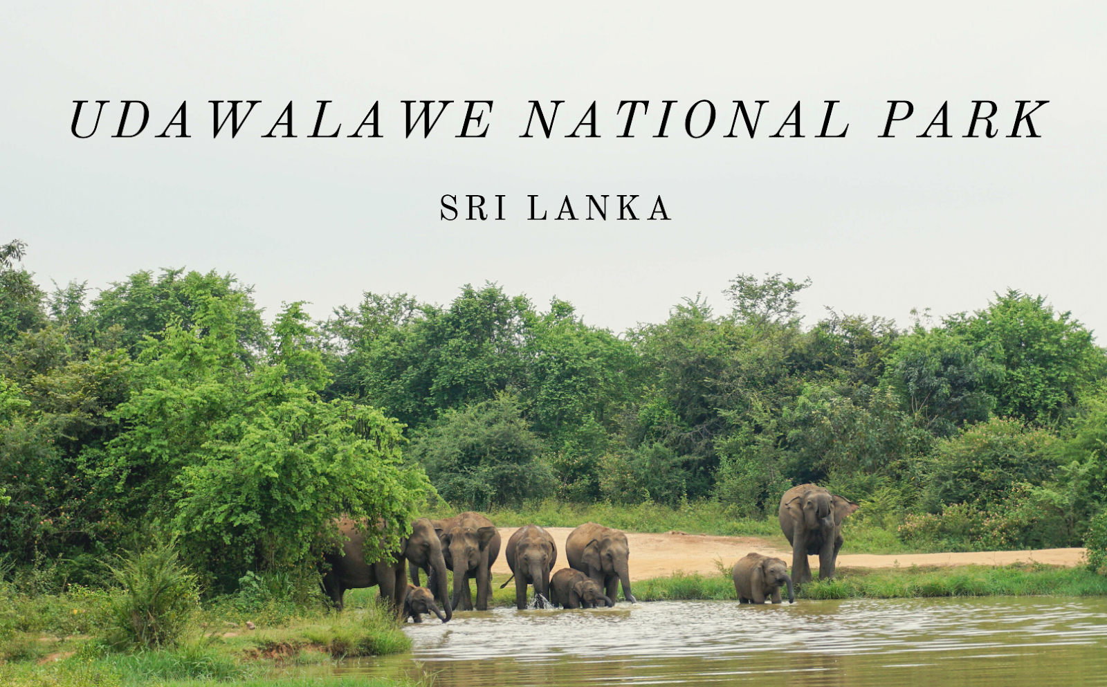 Sri Lanka | Udawalawe National Park – Unforgettable Safari Adventure ...