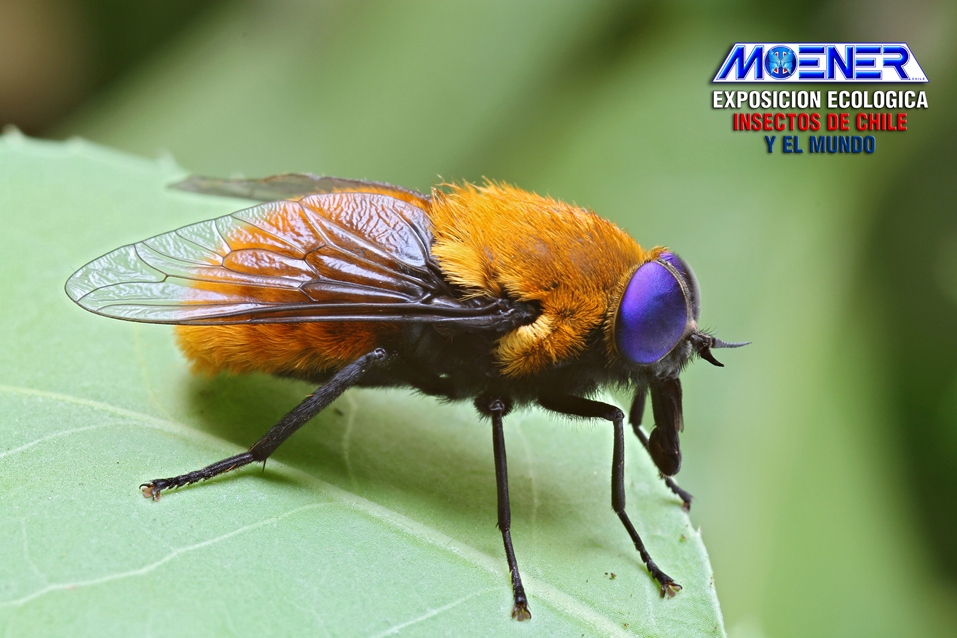 Exposición Ecológica Insectos de Chile y el Mundo: Primera Presentación ...