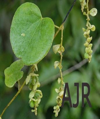 Abuta Tea Benefits ~ Healthy Tea 101