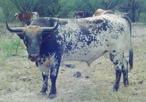 Pampas y gauchos. El vacuno en Argentina.
