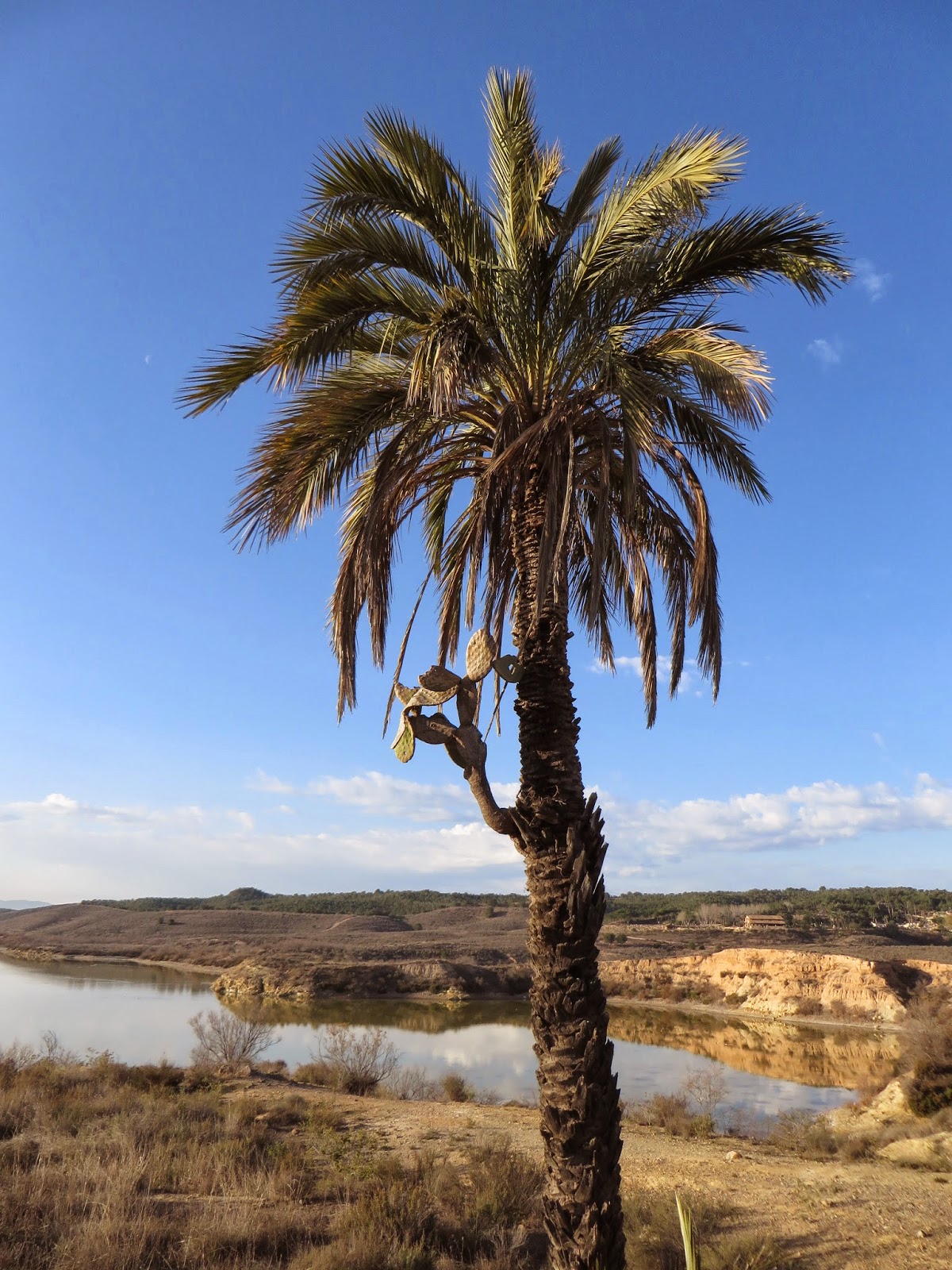 Las "malas hierbas": La Palmera Chumbera (2)