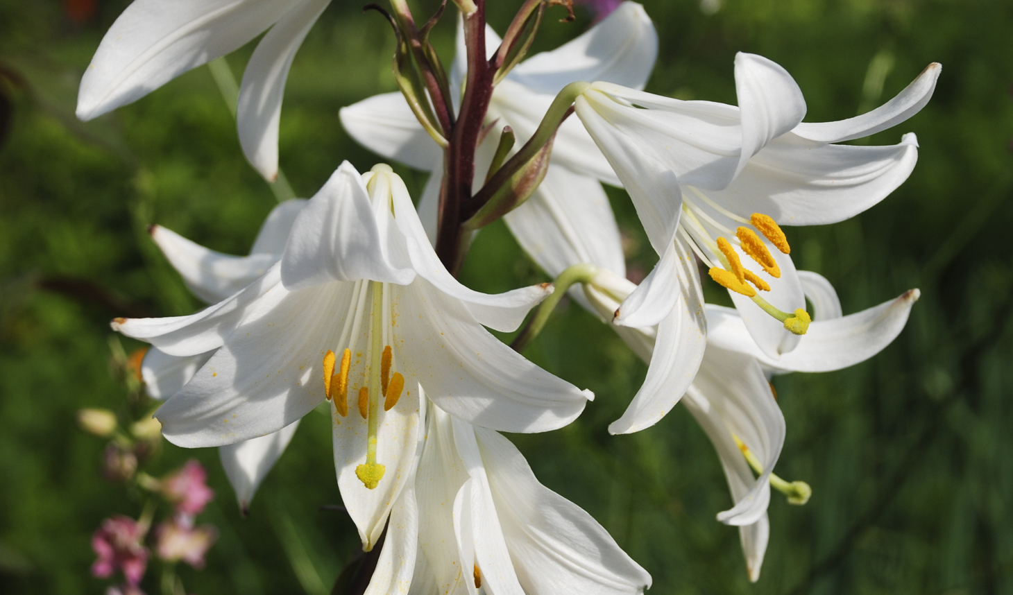 Oamenii sunt frumoşi şi amuzanţi!: Crini, polen galben, urzici si mere