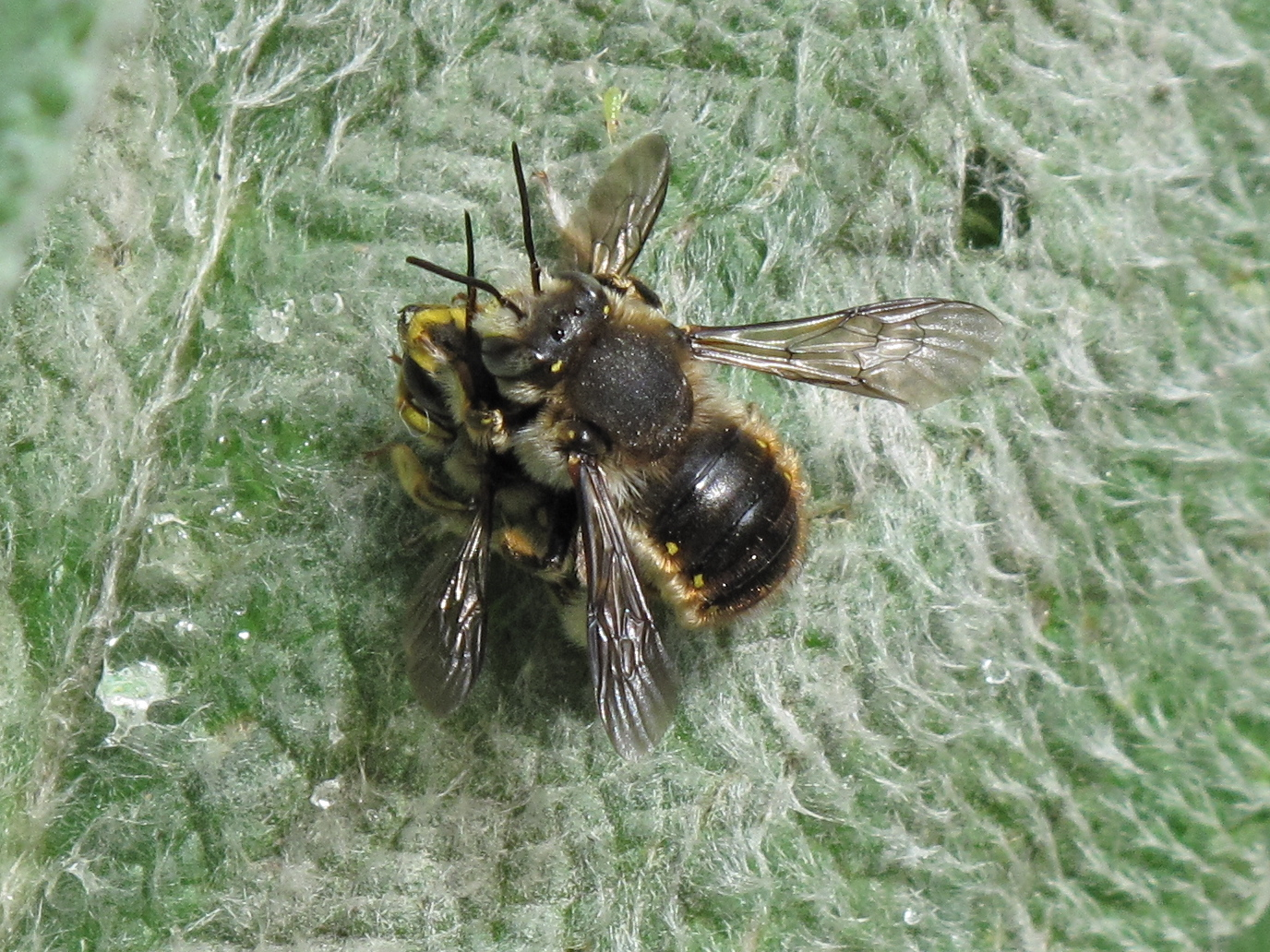 BugBlog: A primer on solitary bees