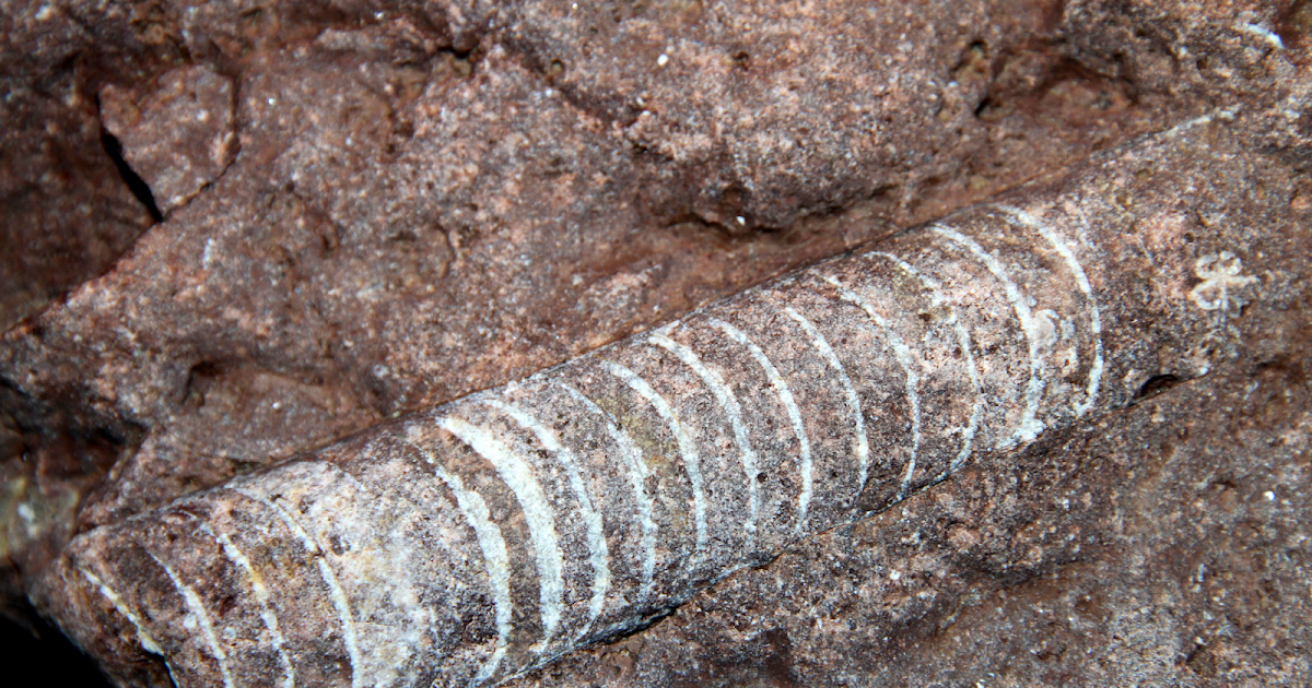 FOSSIL HUNTRESS: ORTHOCONE: STRAIGHT-SHELLED NAUTILOIDS