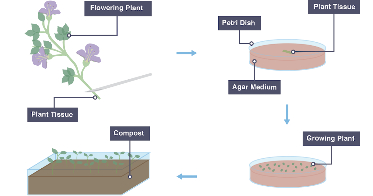 IGCSE Biology 2017: 5.18B: Understand How Micropropagation can be Used ...
