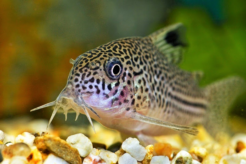 Jenis Ikan Hias Corydoras ~ Dunia Air