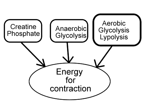 EXAMS AND ME : Phosphagen System