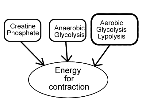 EXAMS AND ME : Phosphagen System
